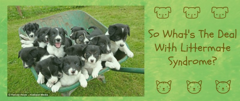 So What's The Deal With Littermate Syndrome? | Emerald Animal Hospital