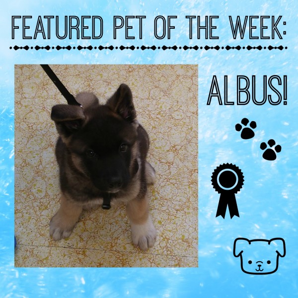 Featured Pet Of The Week: Albus! | Emerald Animal Hospital